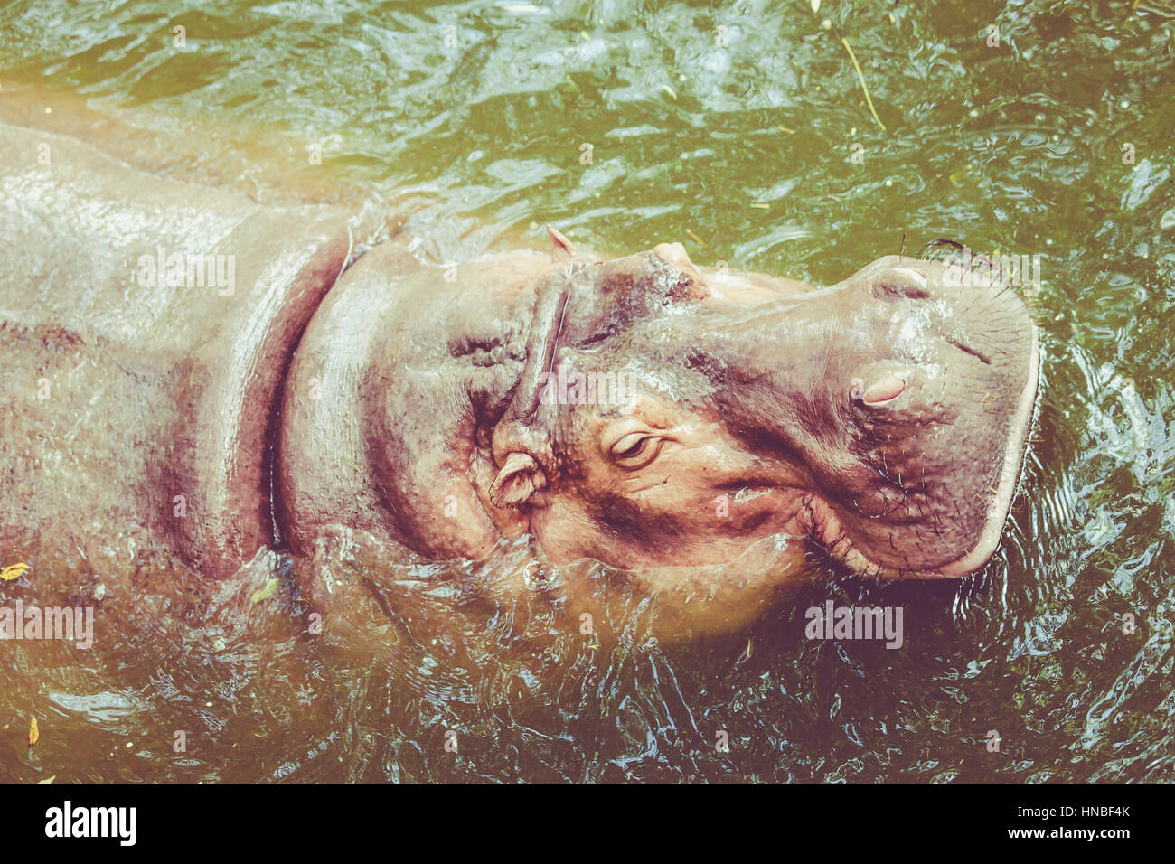 Hippopotamus. Hippo out the water Stock Photo - Alamy