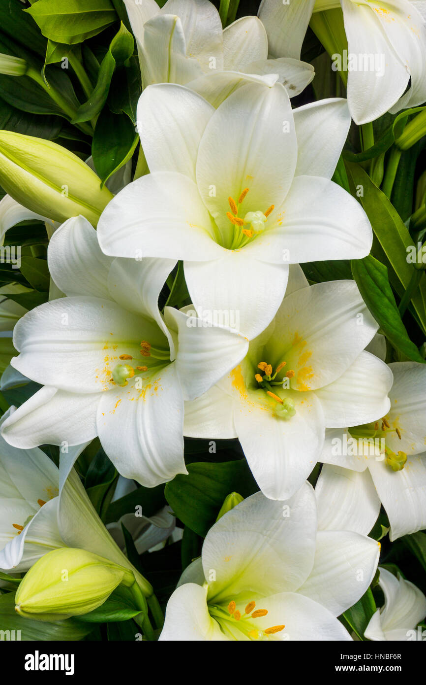 Beautiful white lily flowers Stock Photo - Alamy