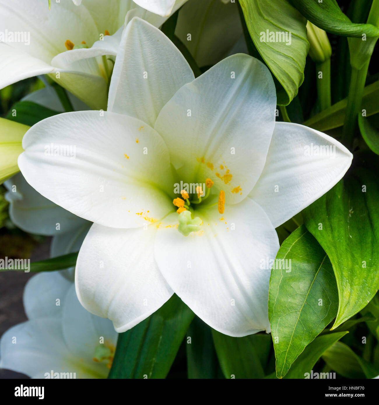 Easter lily vine hi-res stock photography and images - Alamy