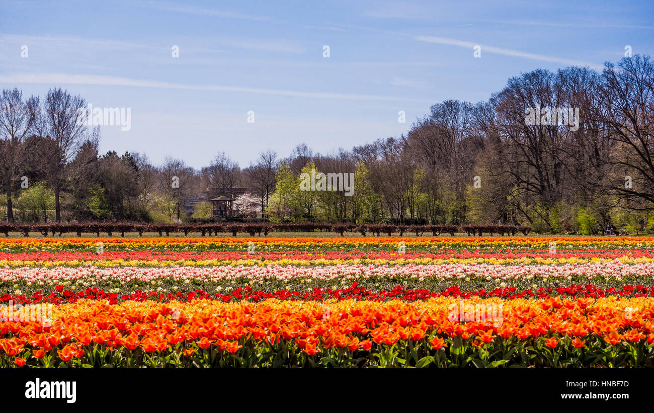 colorful tulips flowers. Tulip field Stock Photo - Alamy