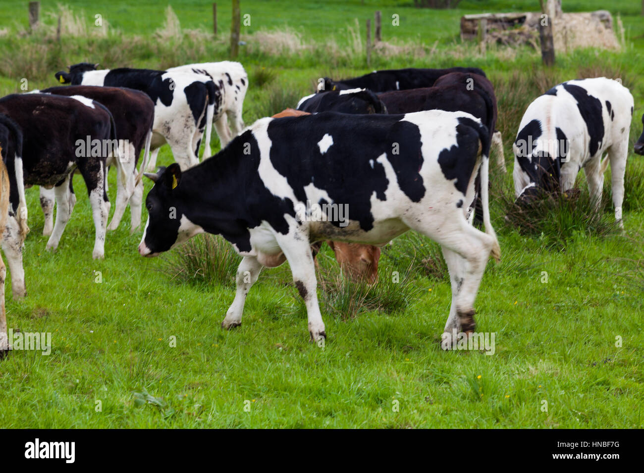 Cows grazing on a green field Stock Photo - Alamy