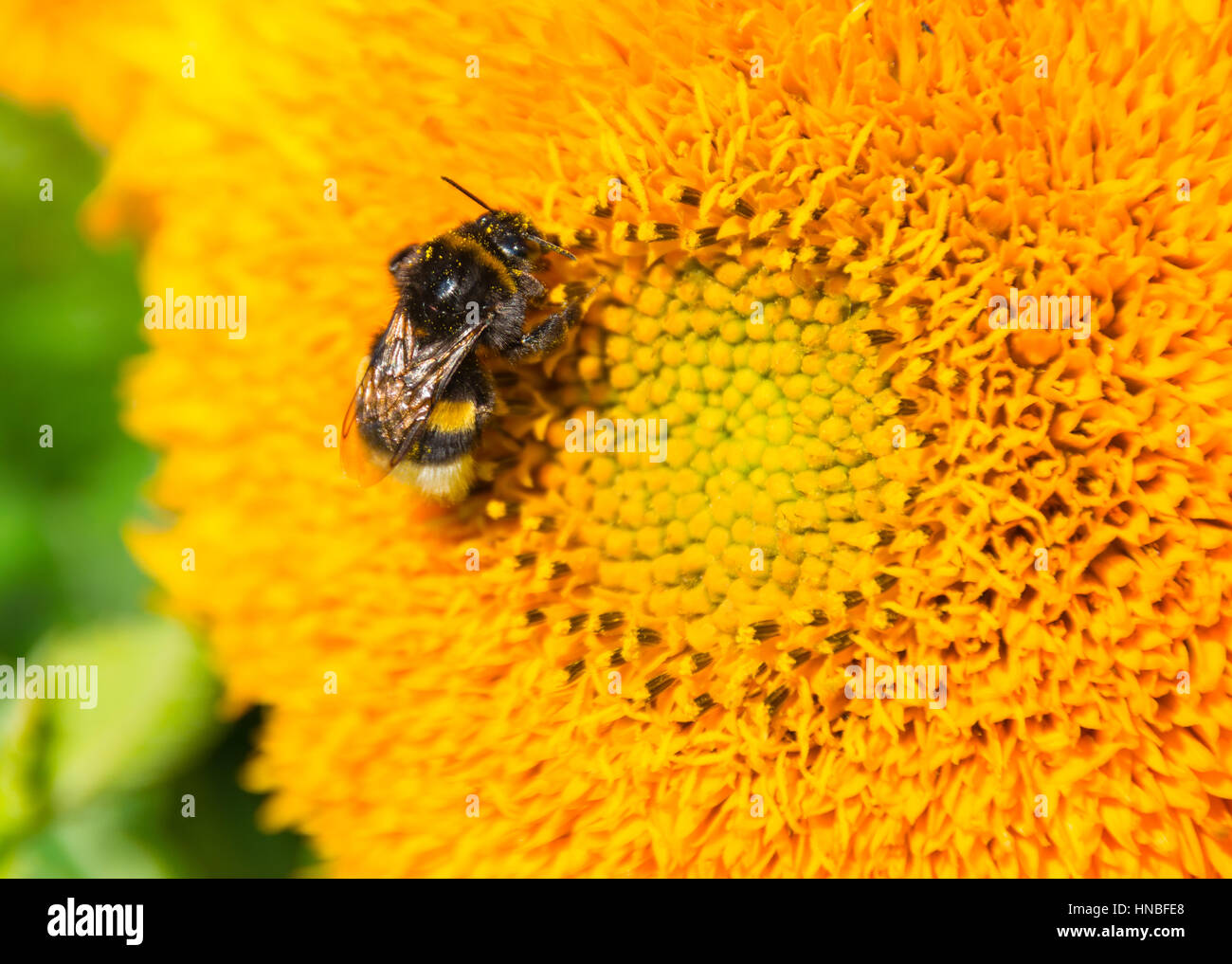 Bee on yellow flower Stock Photo - Alamy