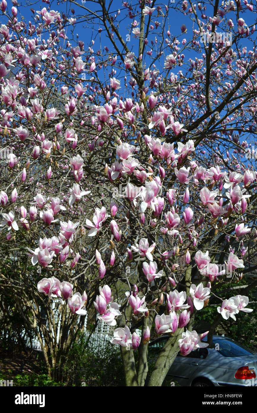 Magnolia tree in full flower, Wellesley, Massachusetts Stock Photo - Alamy