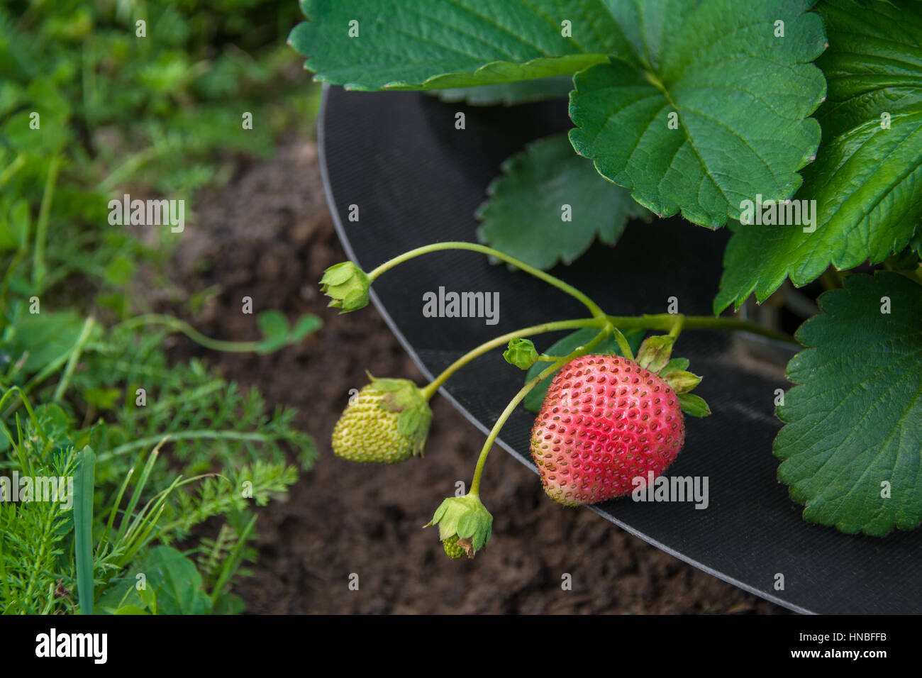 Strawberry in garden Stock Photo - Alamy