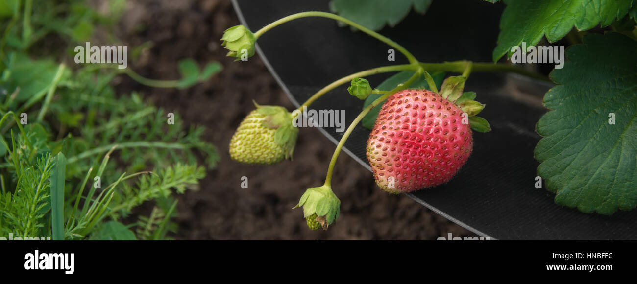 Strawberry in garden Stock Photo - Alamy