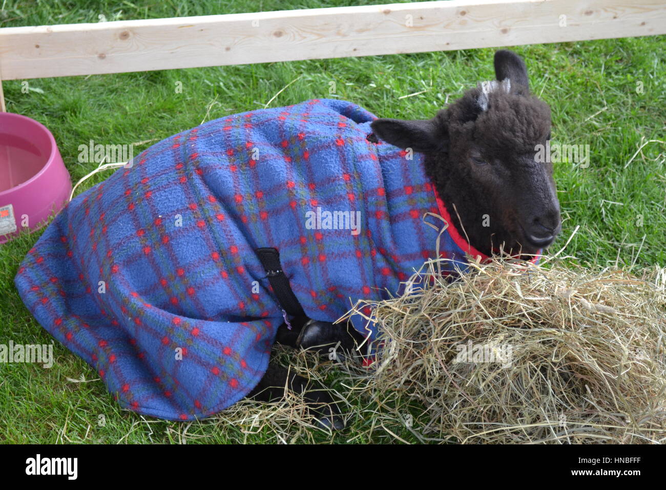 Goat kid feeling the cold, at an event in Wellesley, Massachusetts, USA ...
