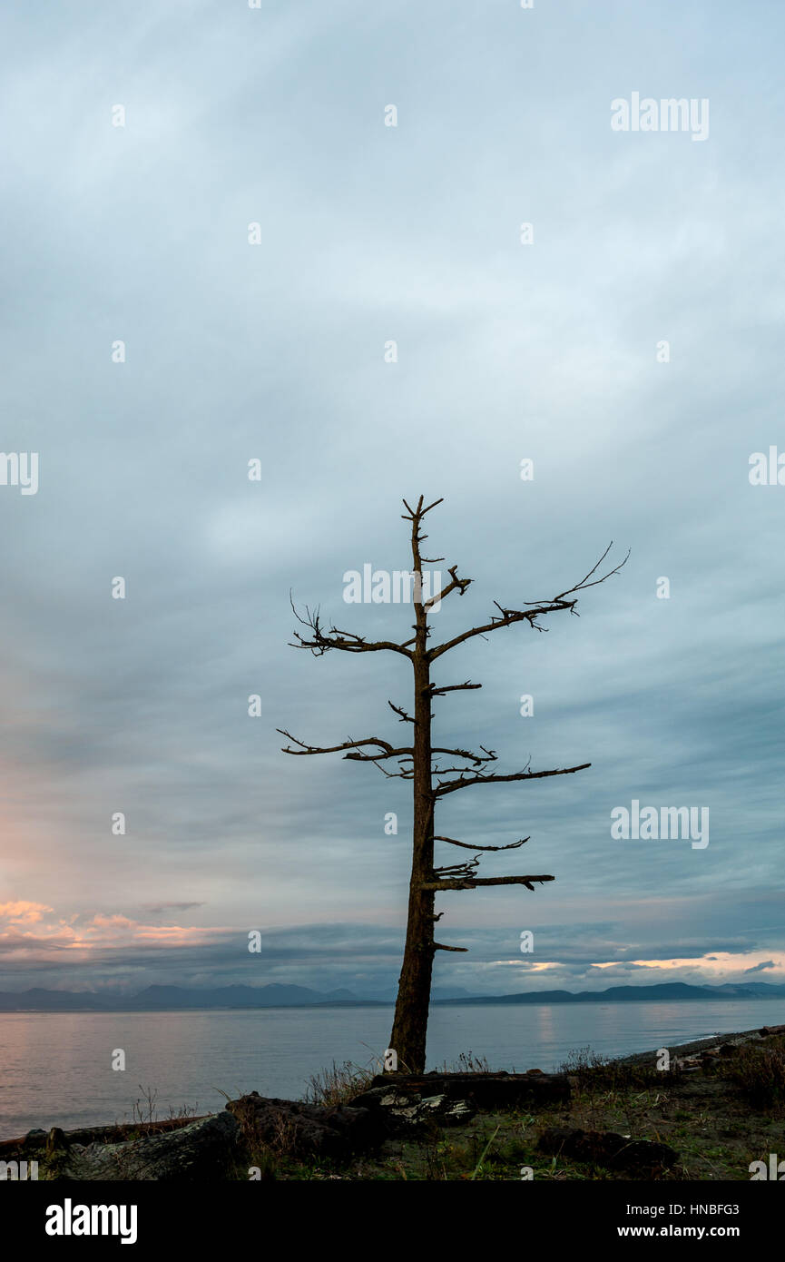 Old beach tree hi-res stock photography and images - Alamy