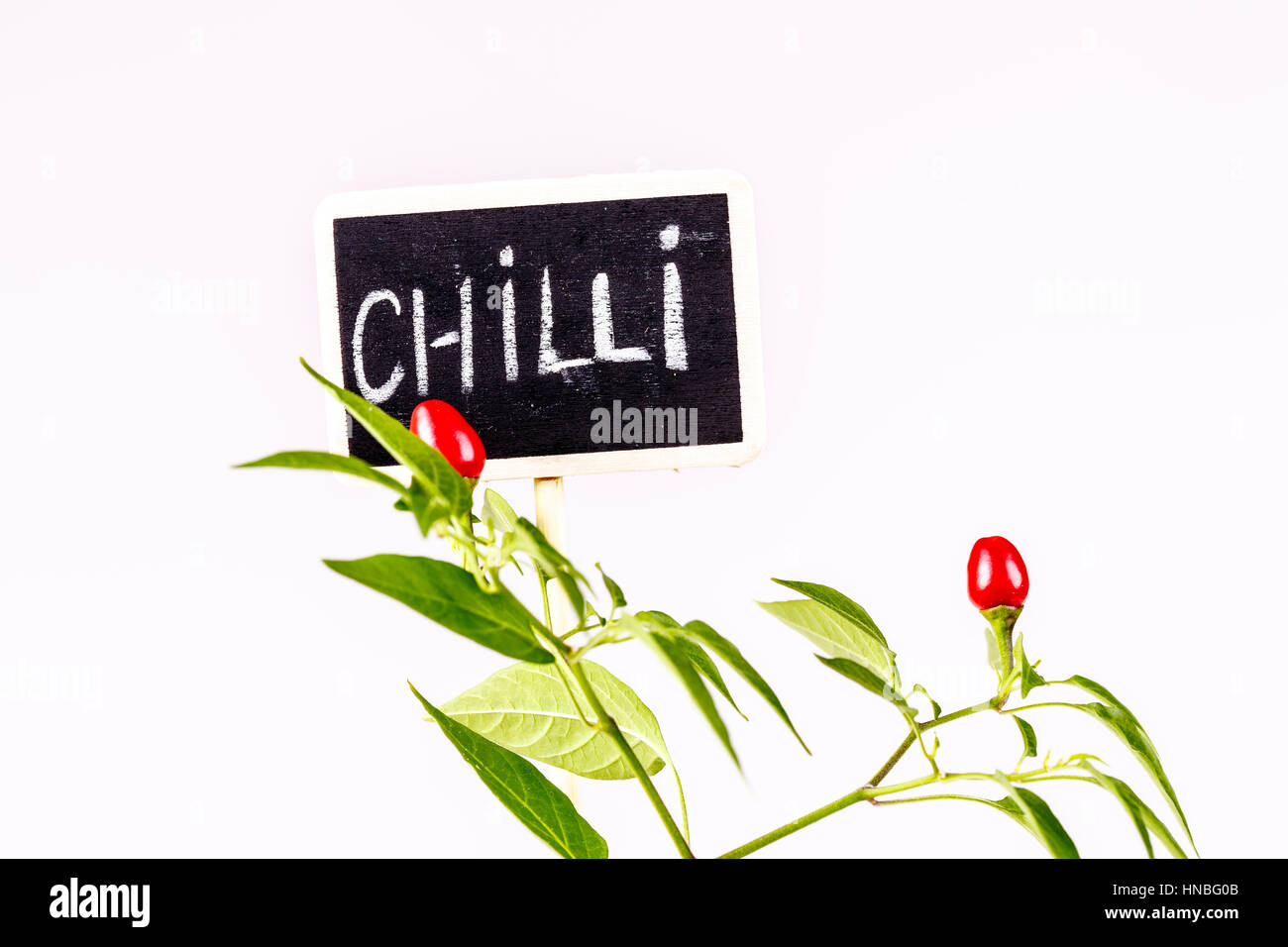 Green jalapeno growing Cut Out Stock Images & Pictures - Alamy