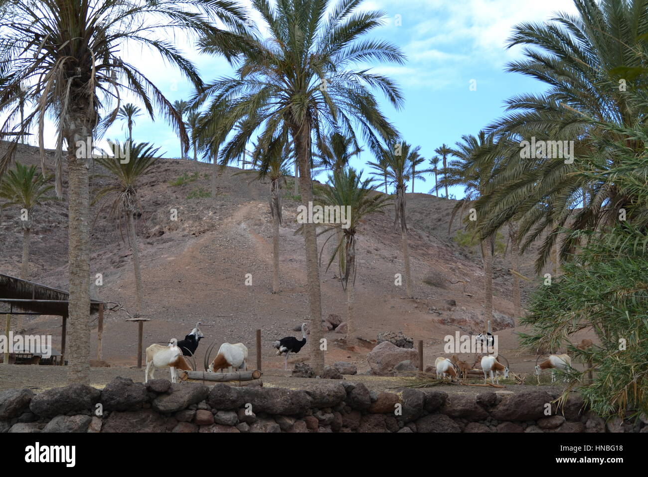 Curved Scimitar High Resolution Stock Photography and Images - Alamy