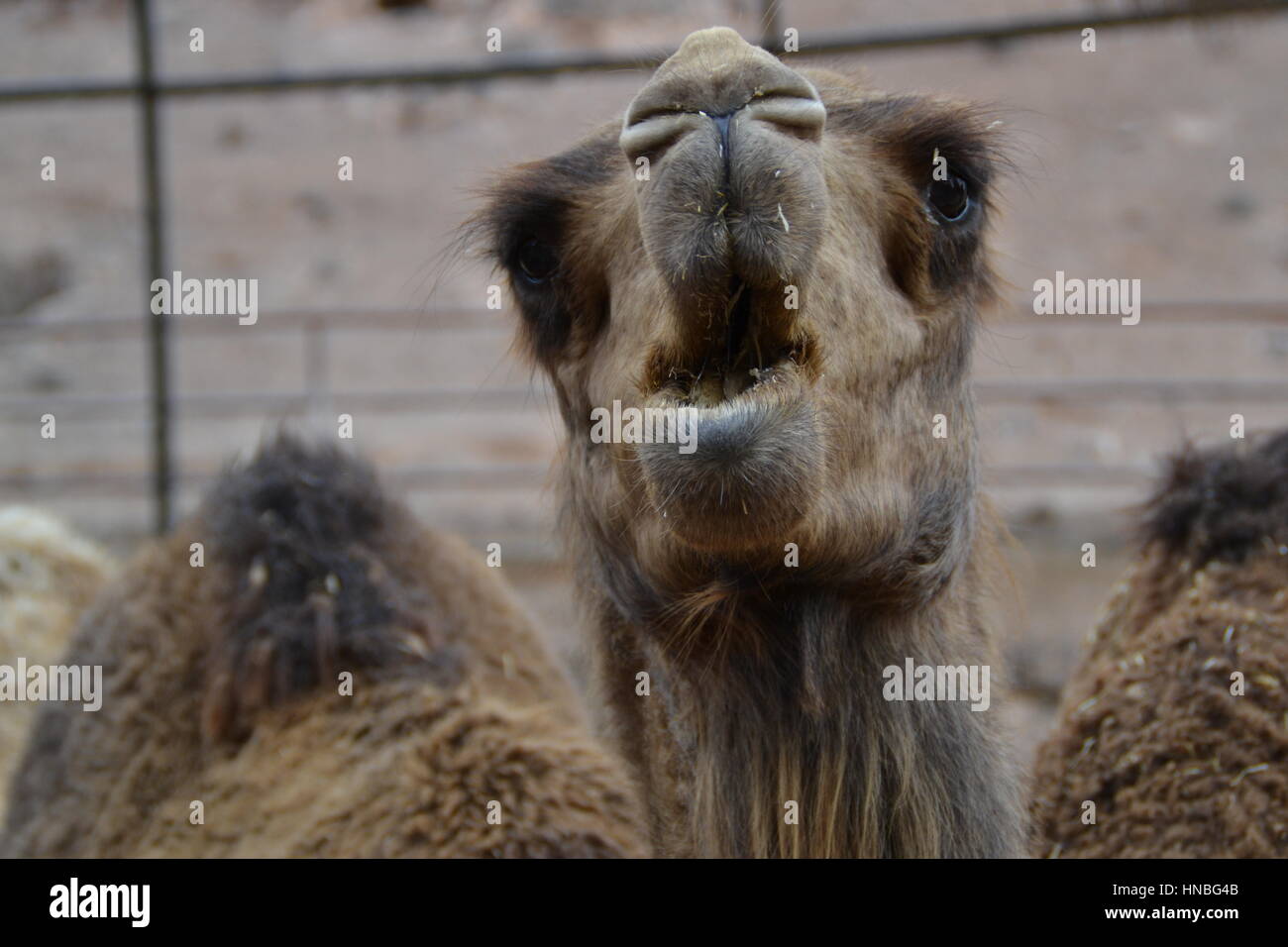 A camel is aeven-toed ungulate within genus Camelus, bearing ...