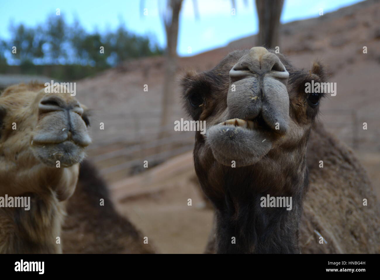 A camel is aeven-toed ungulate within genus Camelus, bearing ...