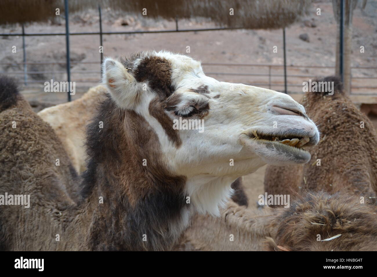 A camel is aeven-toed ungulate within genus Camelus, bearing ...