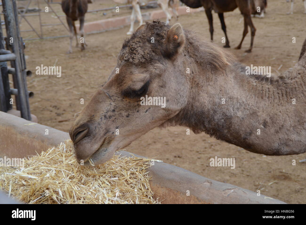A camel is aeven-toed ungulate within genus Camelus, bearing ...