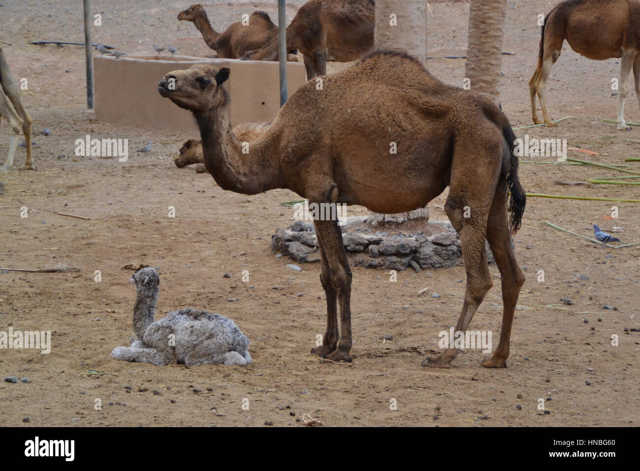 A camel is aeven-toed ungulate within genus Camelus, bearing ...