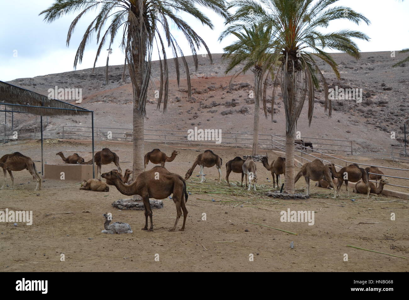 A camel is aeven-toed ungulate within genus Camelus, bearing ...