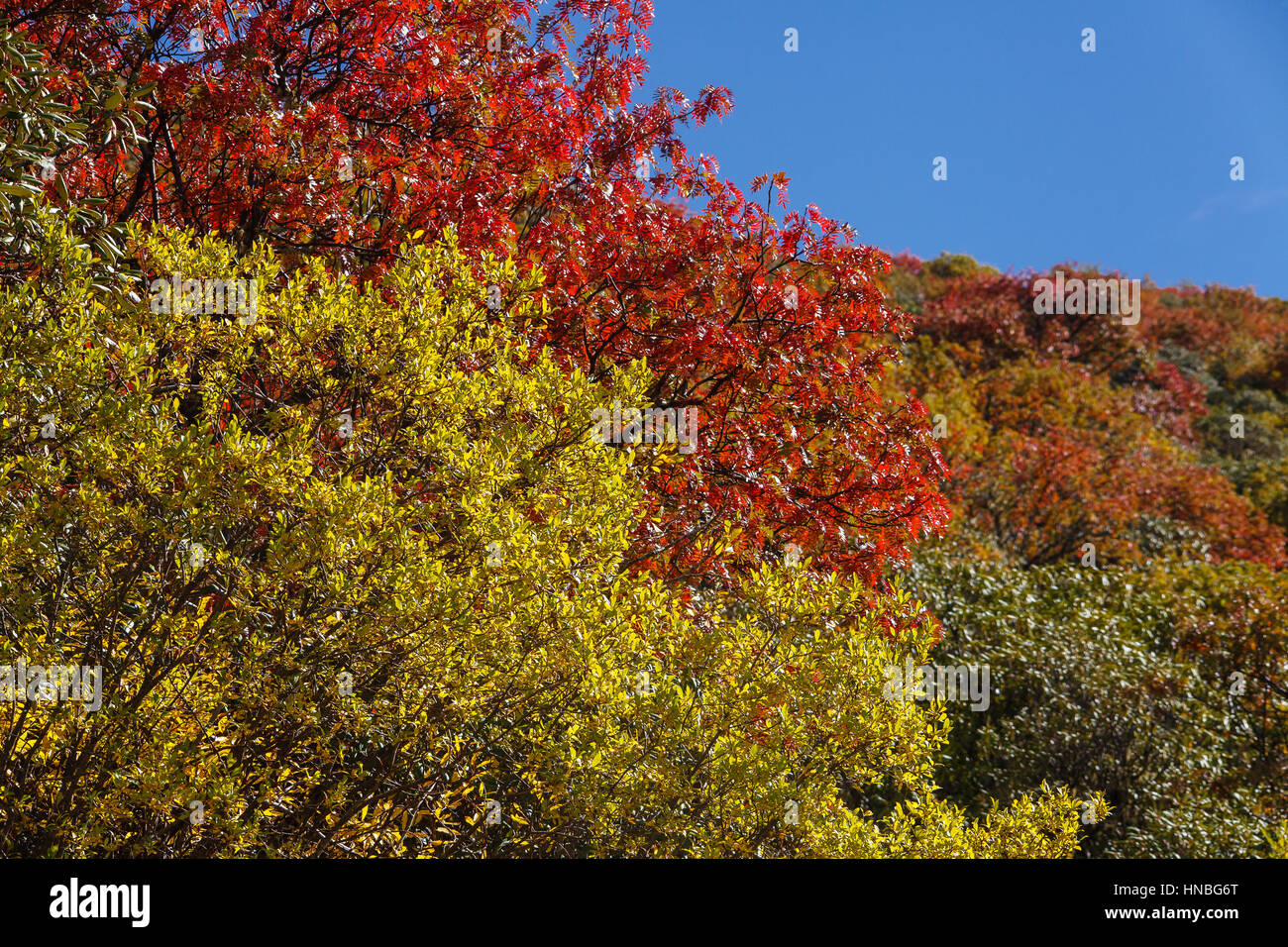 Bright autumn leaves. Beautiful red, orange, yellow and green-coloured ...