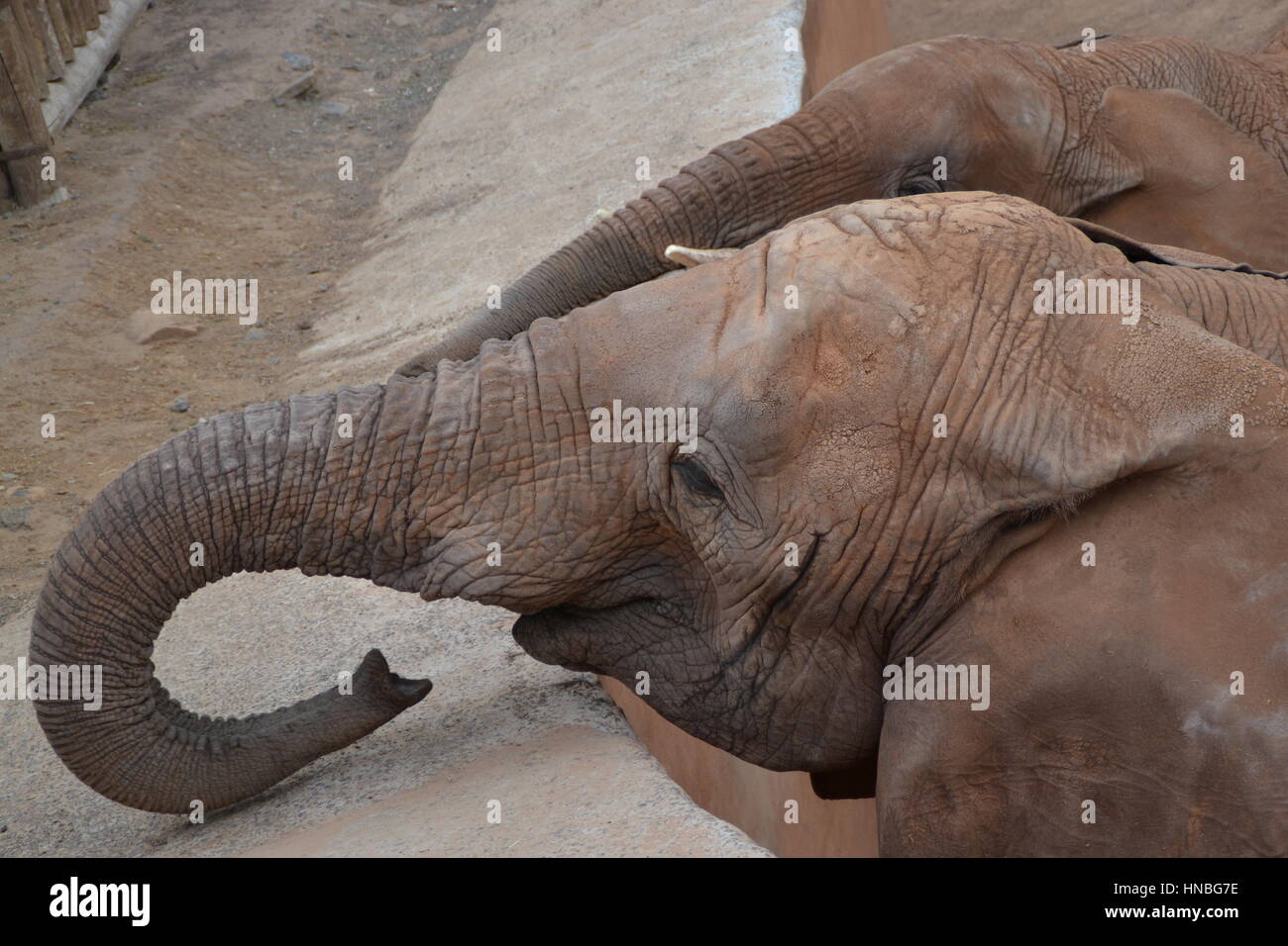 Elephant offspring in Oasis park, Fuerteventura island, Canary islands ...