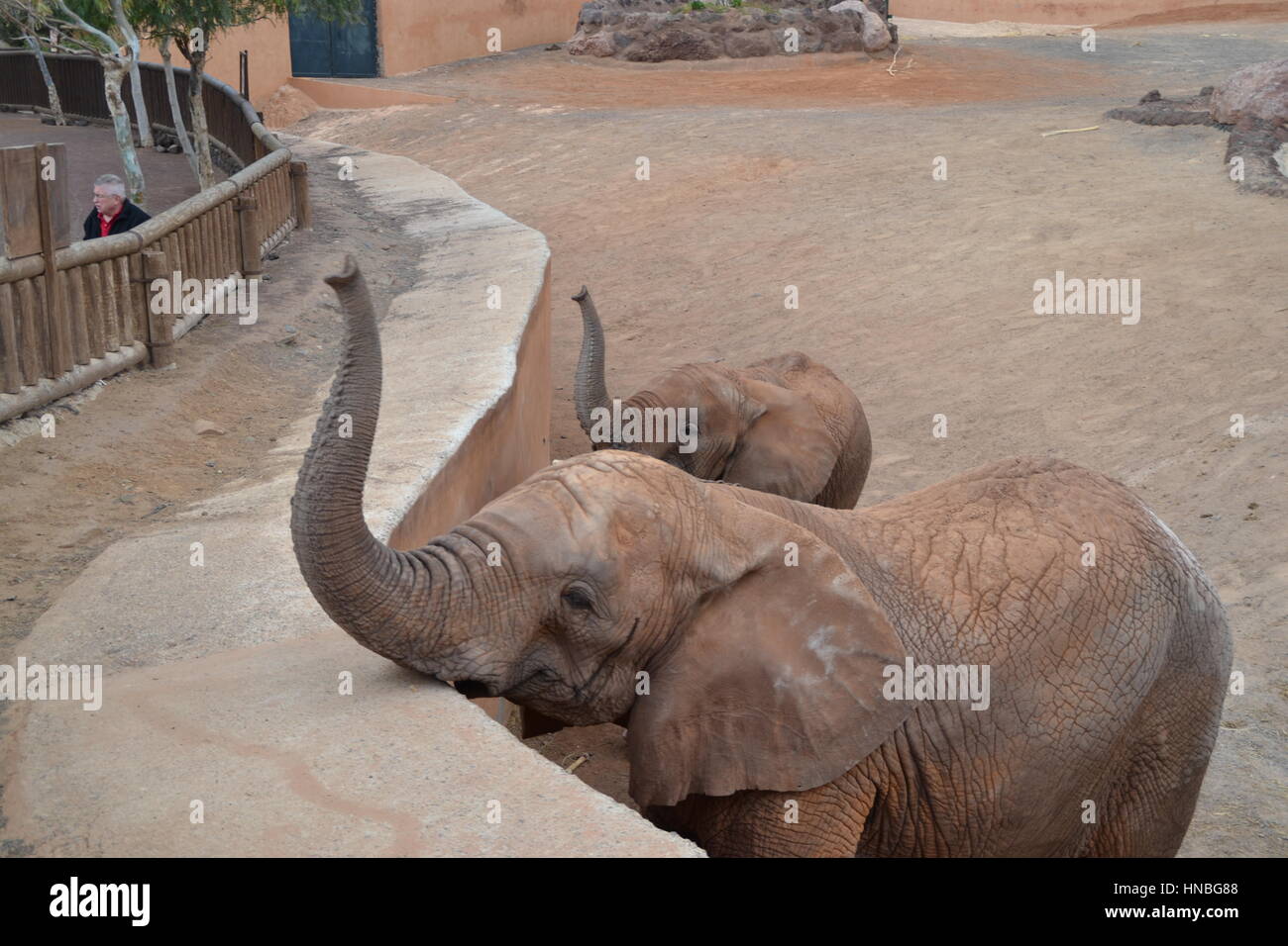 Elephant offspring in Oasis park, Fuerteventura island, Canary islands ...