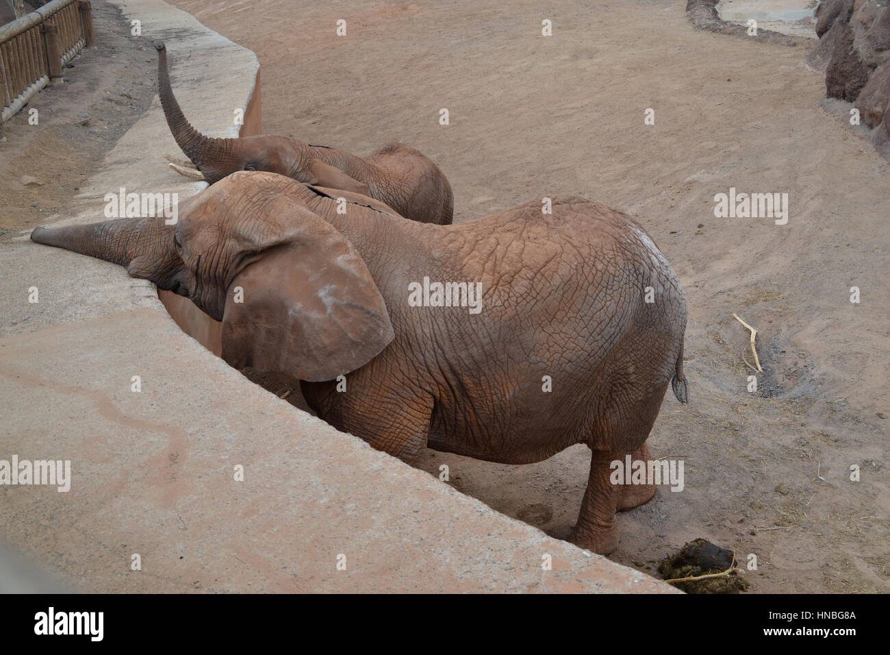 Elephant offspring in Oasis park, Fuerteventura island, Canary islands ...