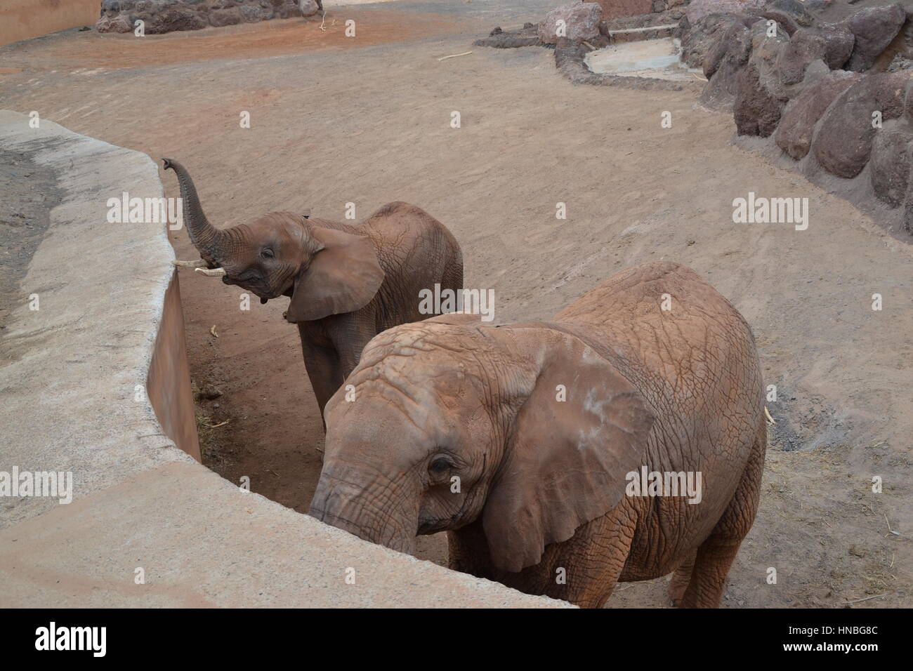 Elephant offspring in Oasis park, Fuerteventura island, Canary islands ...