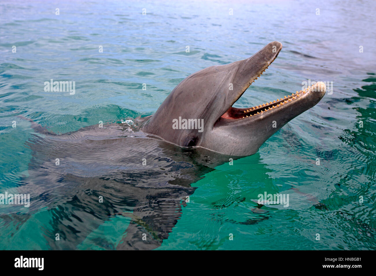 Bottle-nosed Dolphin, Bottle Nosed Dolphin, Bottle Nose Dolphin ...