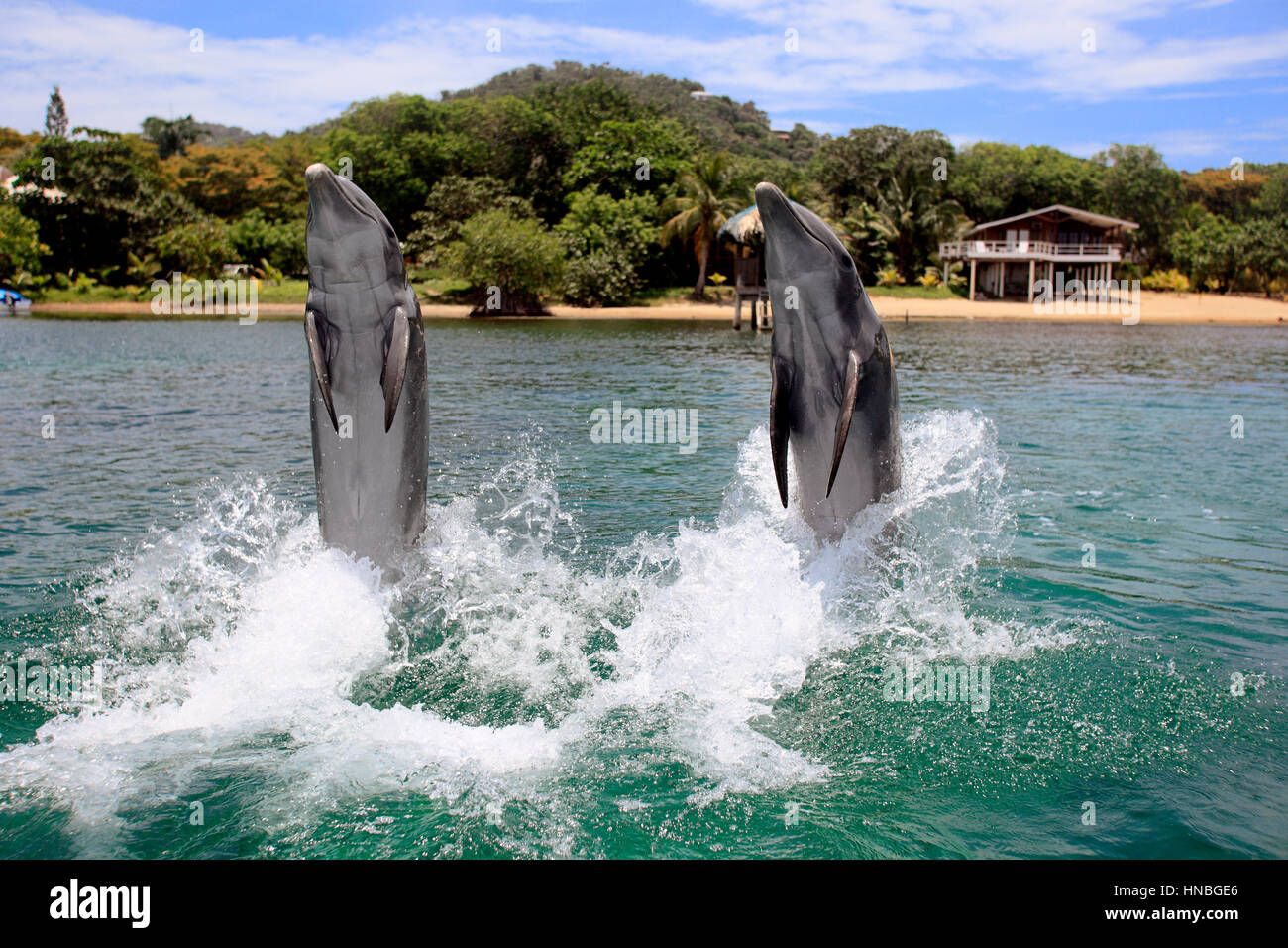 Dolphin tail walk hi-res stock photography and images - Alamy