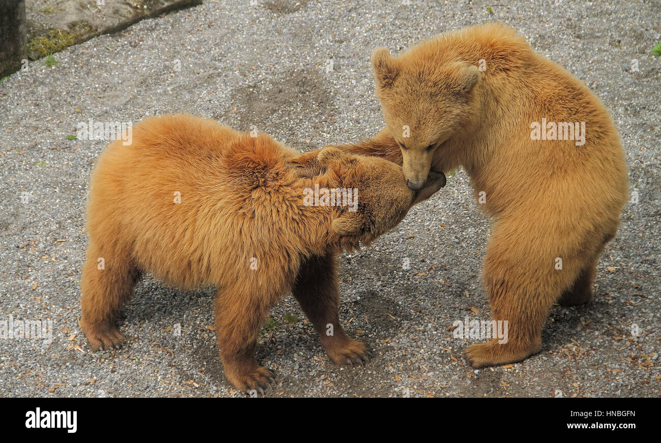 Two brown bears having fun playing with each other Stock Photo - Alamy