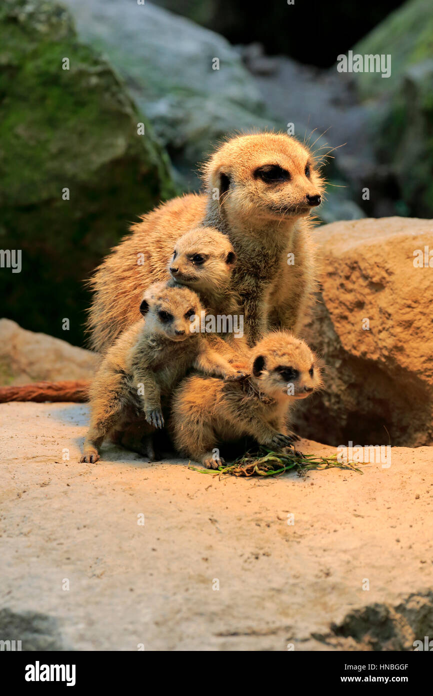 Suricate, (Suricata suricatta), adult with three youngs at den, Africa ...