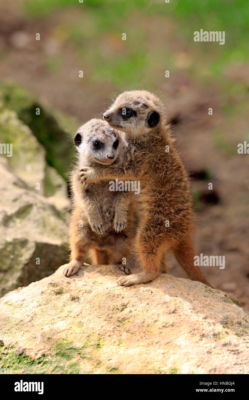 Suricate, (Suricata suricatta), two youngs social behaviour, Africa ...