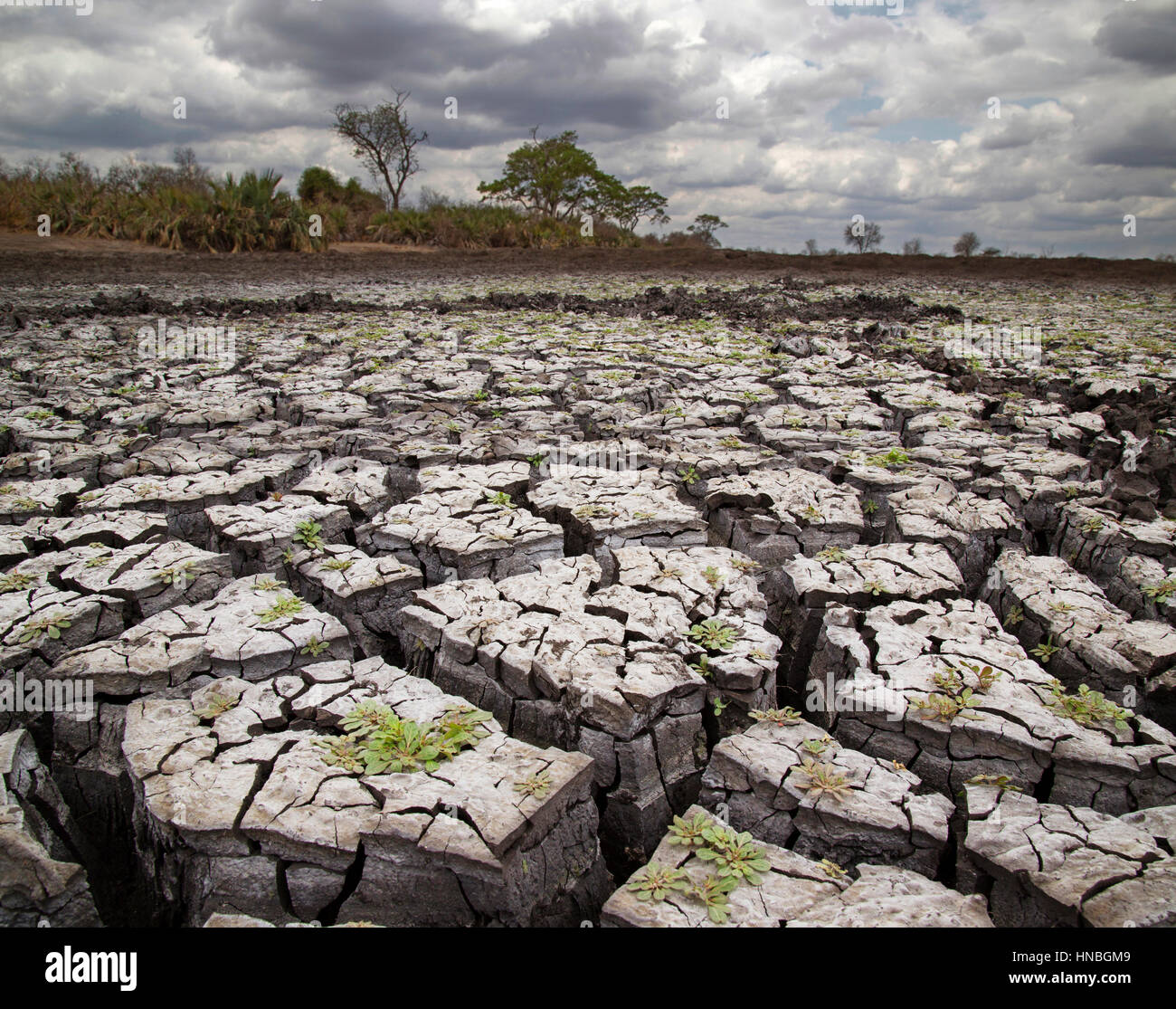 Scenic view of deeply fissured dried out mud at a waterhole during the ...