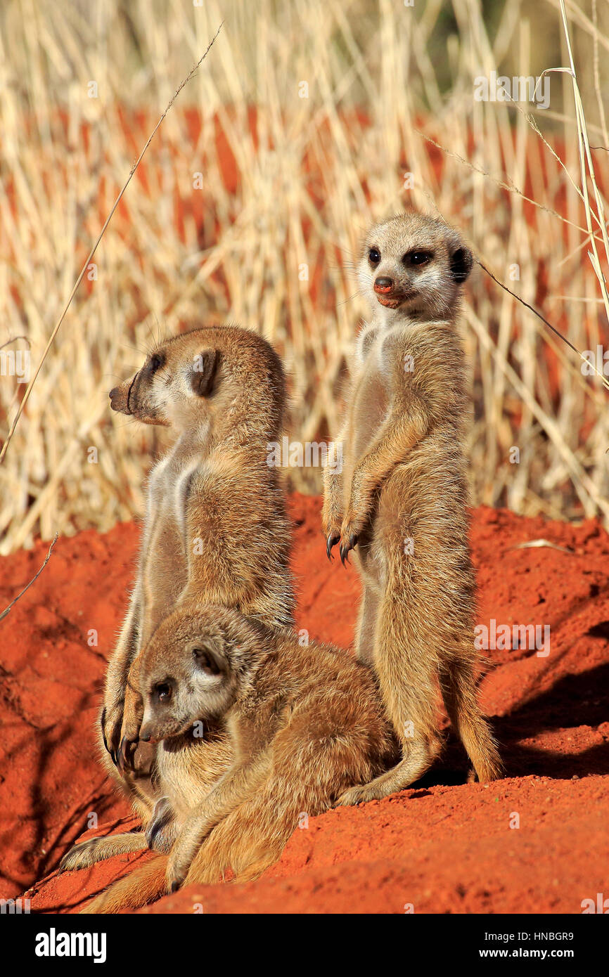 Suricate, (Suricata suricatta), group is warming up at den in morning ...