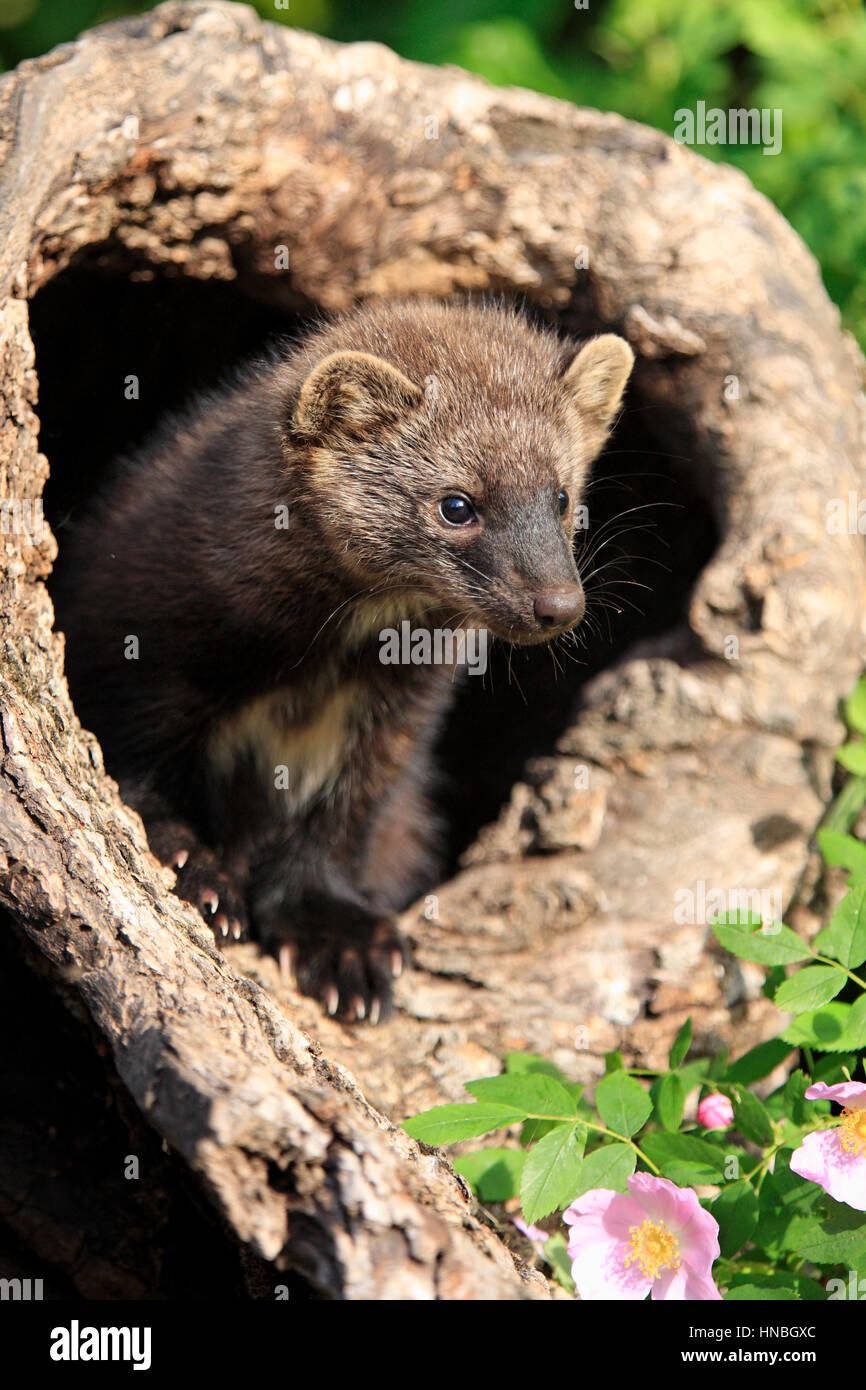 Fisher, Martes pennanti, Montana, North America, USA, fourteen weeks ...