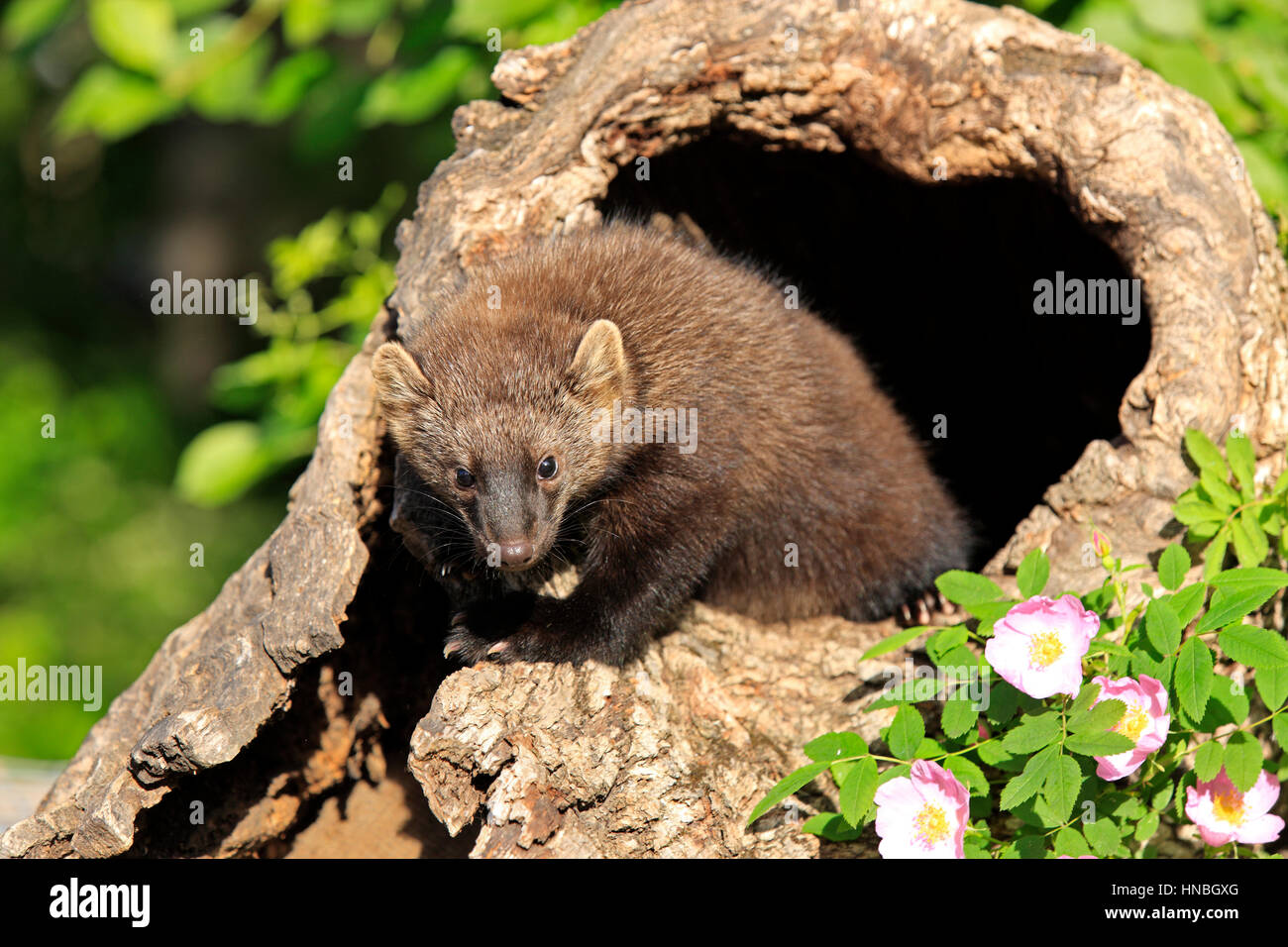 Fisher, Martes pennanti, Montana, North America, USA, fourteen weeks ...