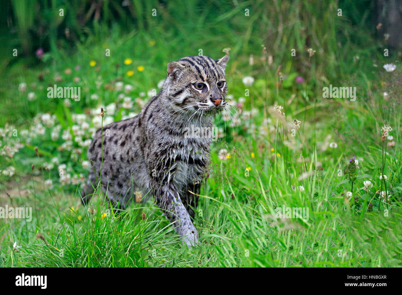 Prionailurus viverrinus hi-res stock photography and images - Alamy