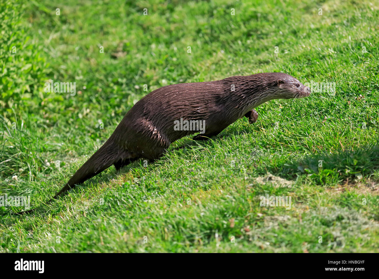 European otter, common otter, (Lutra lutra), adult walking, Surrey ...