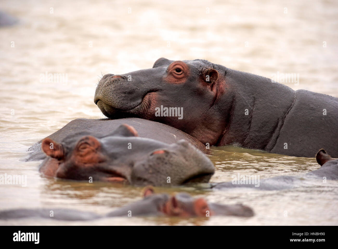 Hippopotamus, (Hippopatamus amphibius), group of adults in water, Saint ...