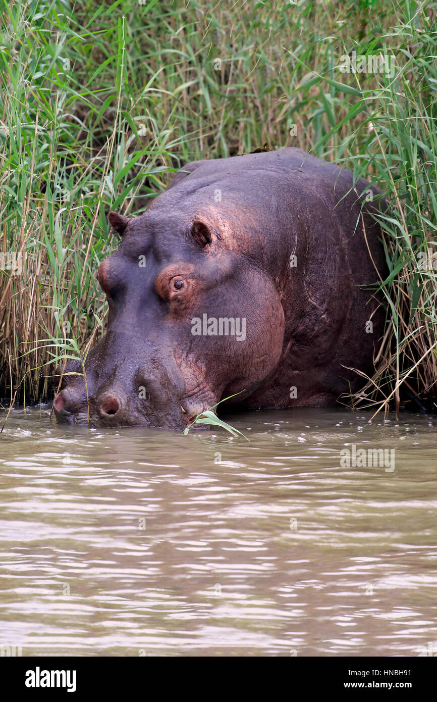 Hippopotamus, (Hippopatamus amphibius), adult in water portrait, Saint ...