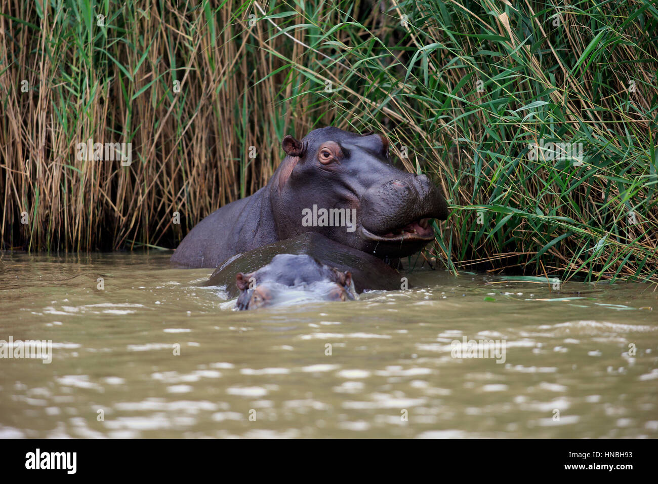 Hippopotamus, (Hippopatamus amphibius), two adults in water, Saint ...