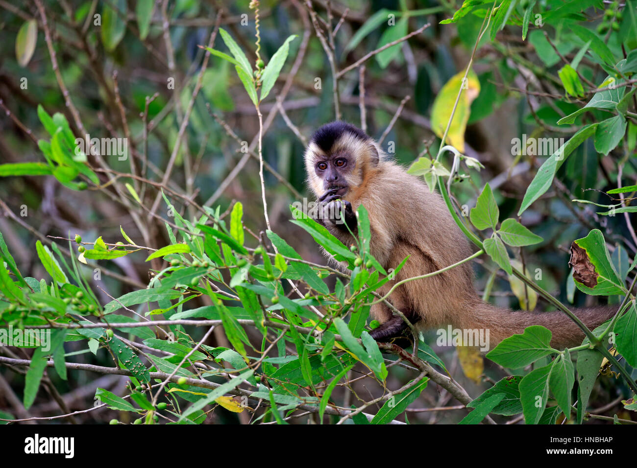 Brown Capuchin, Tufted Capuchin, Black-capped Capuchin, (Cebus apella ...