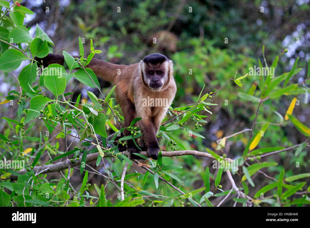Brown Capuchin, Tufted Capuchin, Black-capped Capuchin, (Cebus apella ...