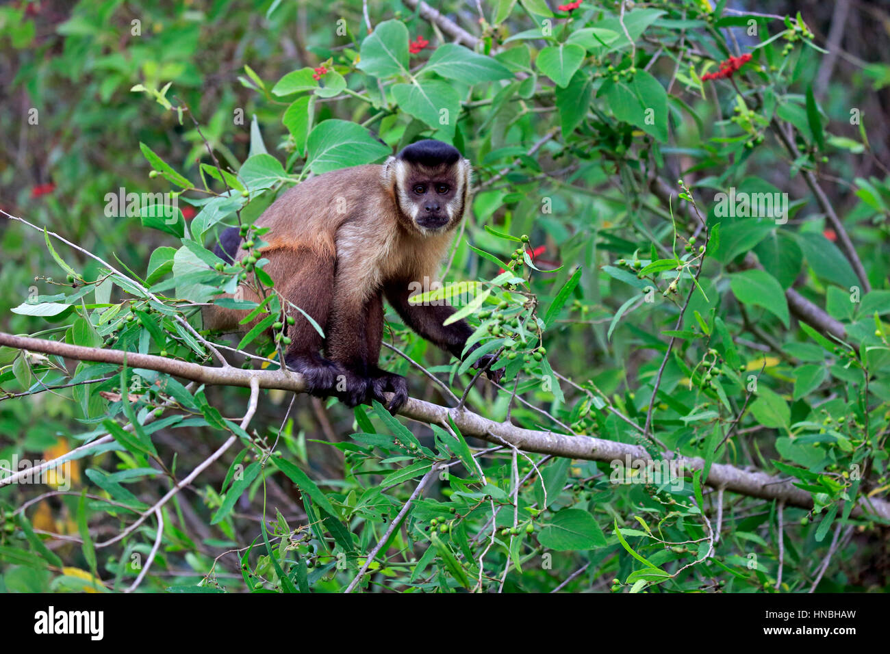 Brown capuchins brazil hi-res stock photography and images - Alamy
