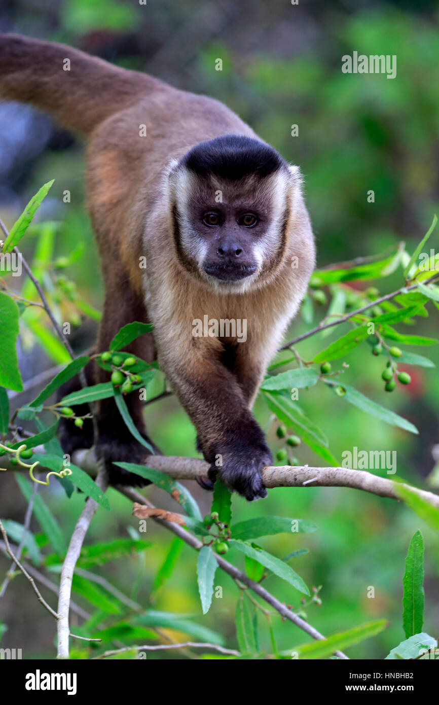 Brown Capuchin, Tufted Capuchin, Black-capped Capuchin, (Cebus apella ...