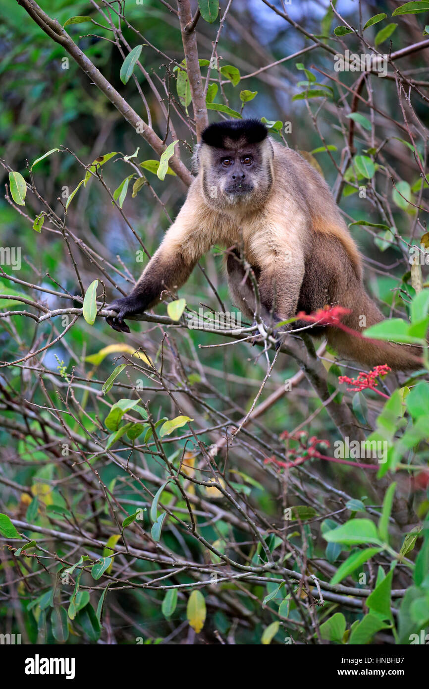 Brown Capuchin, Tufted Capuchin, Black-capped Capuchin, (Cebus apella ...