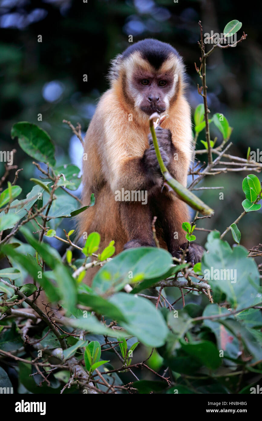 Brown Capuchin, Tufted Capuchin, Black-capped Capuchin, (Cebus apella ...