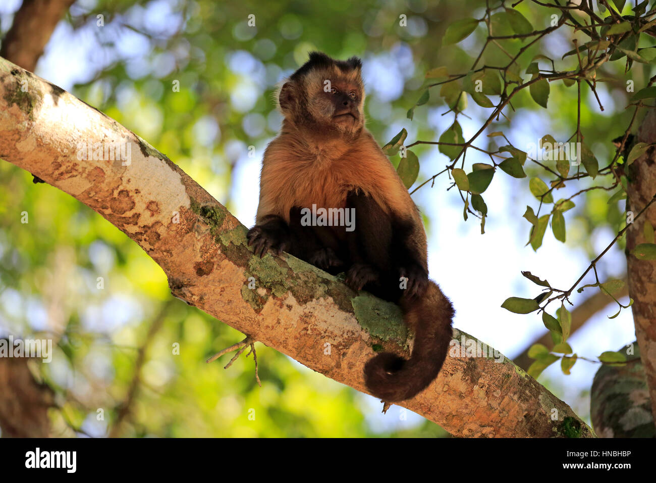 Brown Capuchin, Tufted Capuchin, Black-capped Capuchin, (Cebus apella ...
