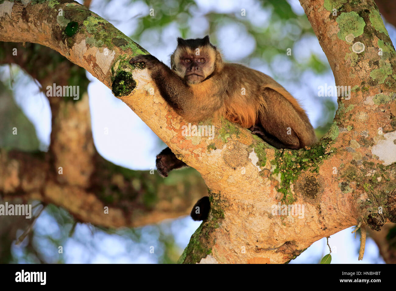 Brown Capuchin, Tufted Capuchin, Black-capped Capuchin, (Cebus apella ...