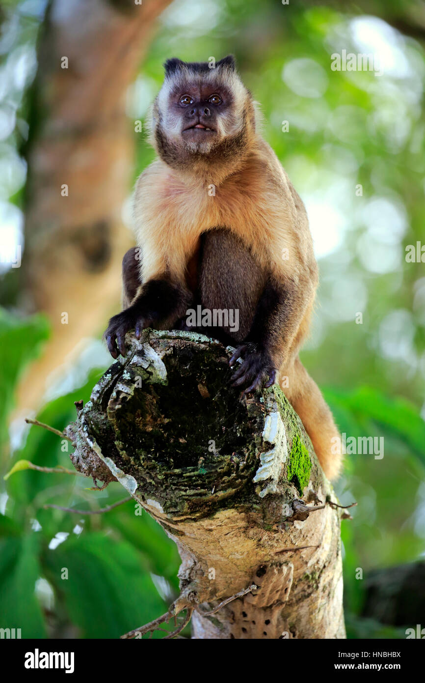 Brown Capuchin, Tufted Capuchin, Black-capped Capuchin, (Cebus apella ...