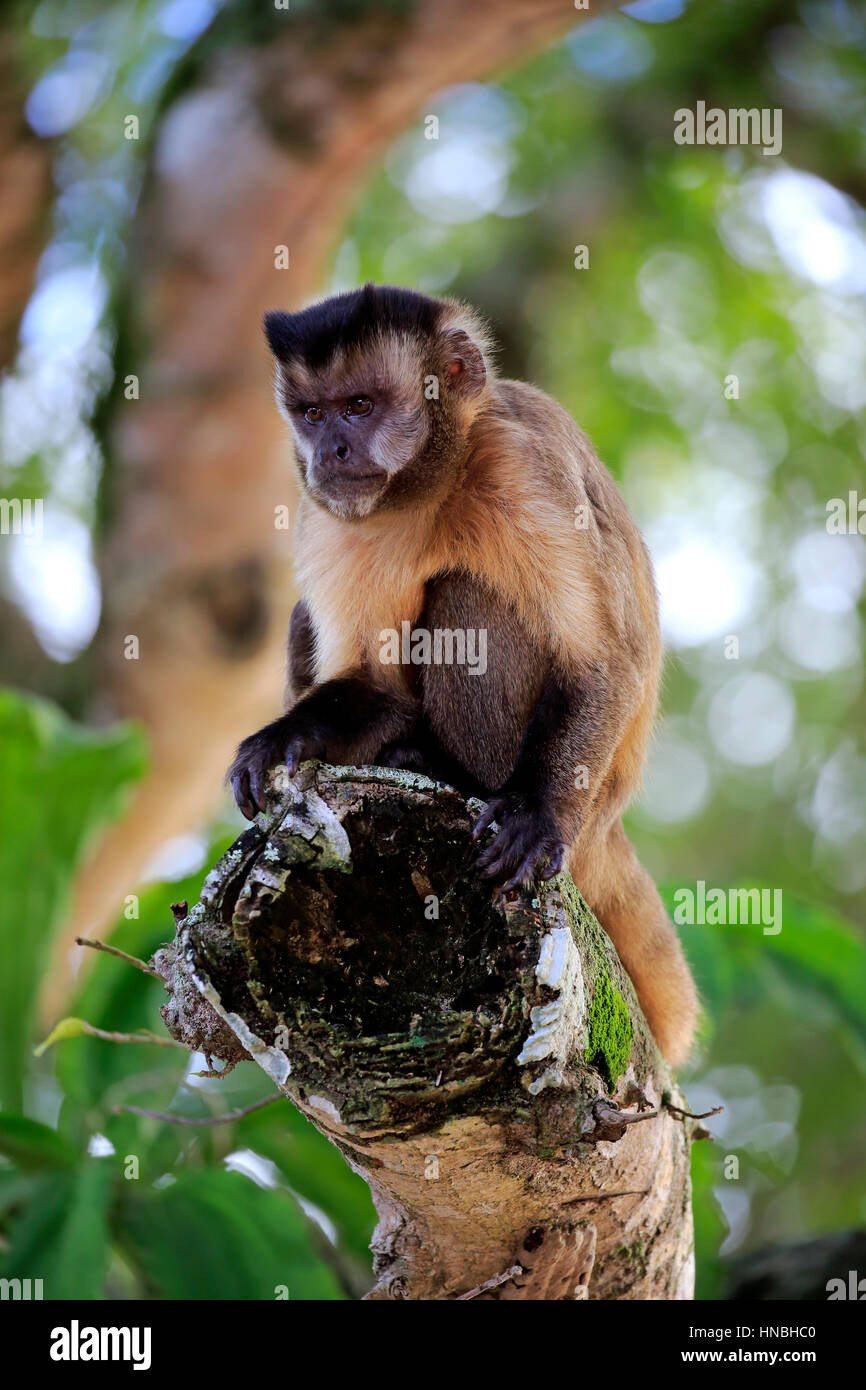 Brown Capuchin, Tufted Capuchin, Black-capped Capuchin, (Cebus apella ...