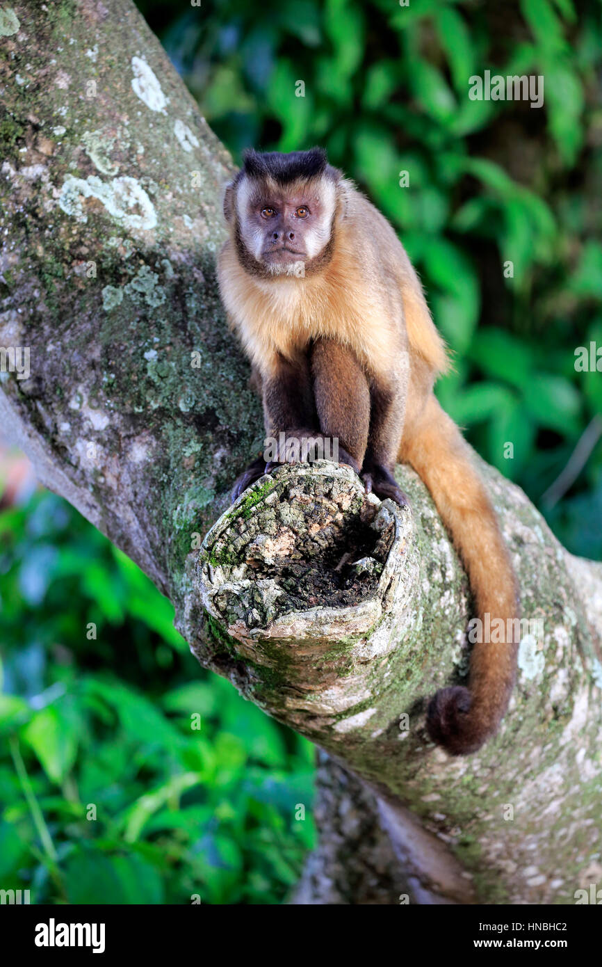 Brown Capuchin, Tufted Capuchin, Black-capped Capuchin, (Cebus apella ...