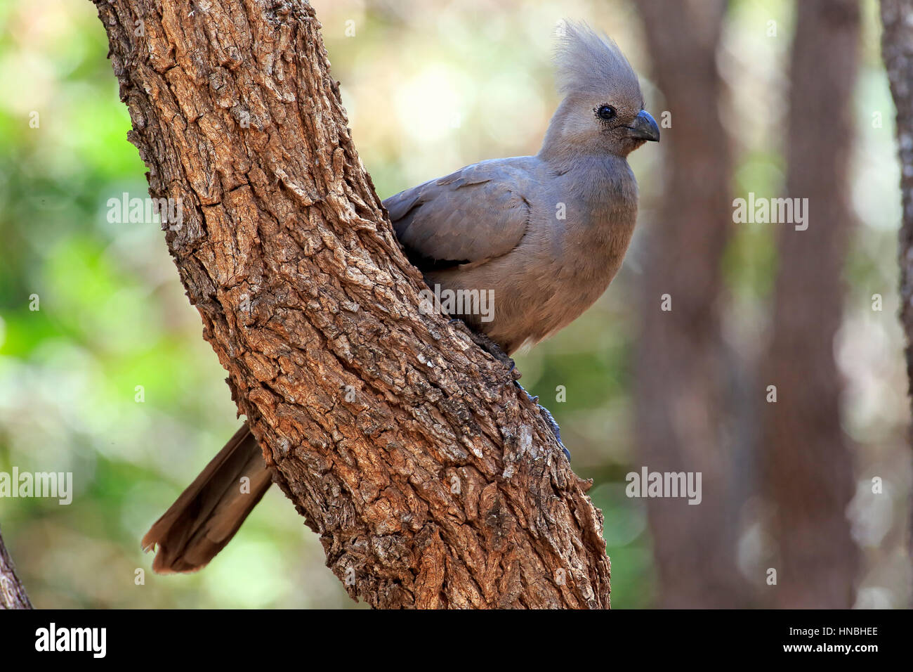 Grey Lourie, (Corythaixoides concolor), adult on tree, Kruger ...